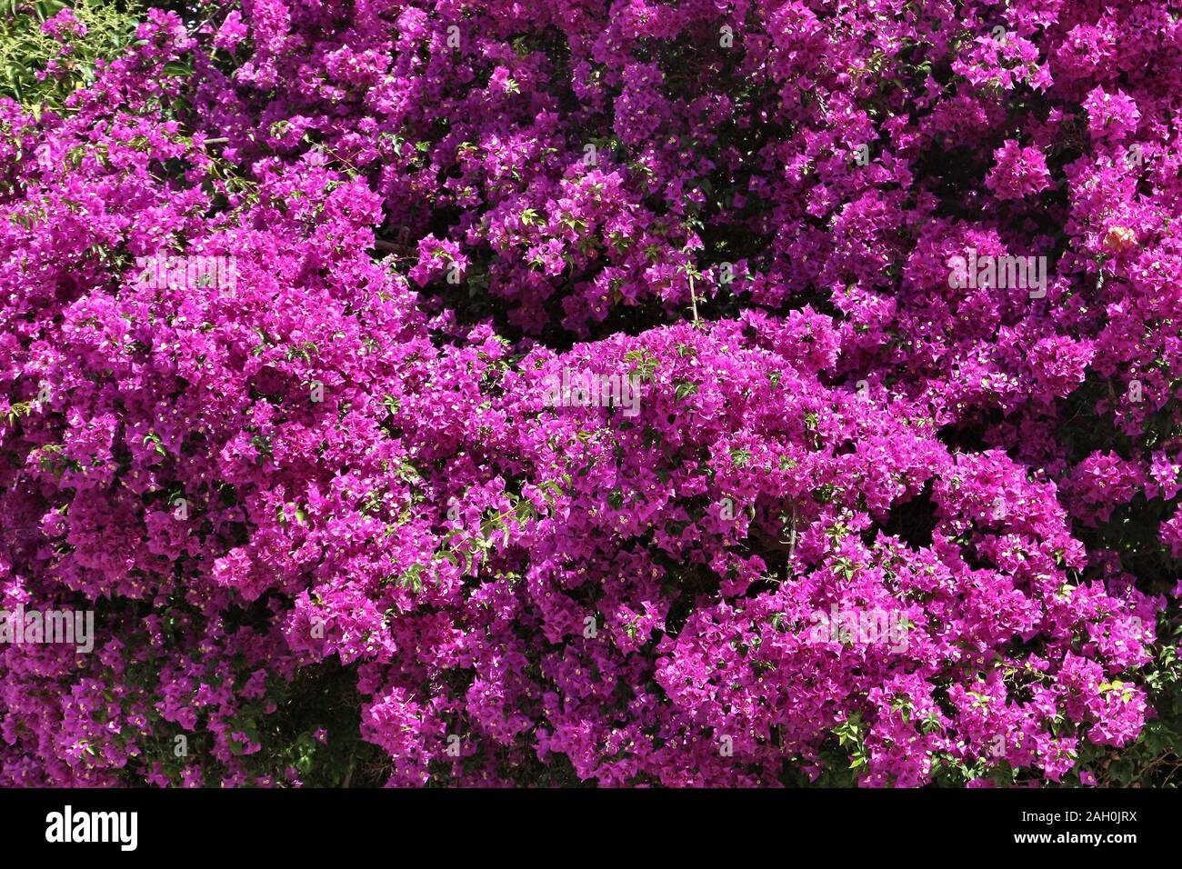 Bougainvillea blooming in Corfu Island, Greece. Purple flowers Stock ...