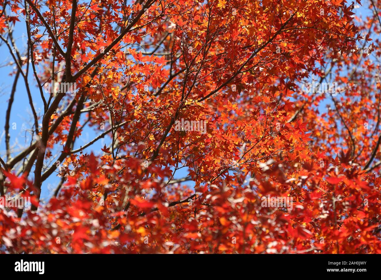 Japan autumn leaves - red maple tree leaves in a park in Kamakura ...