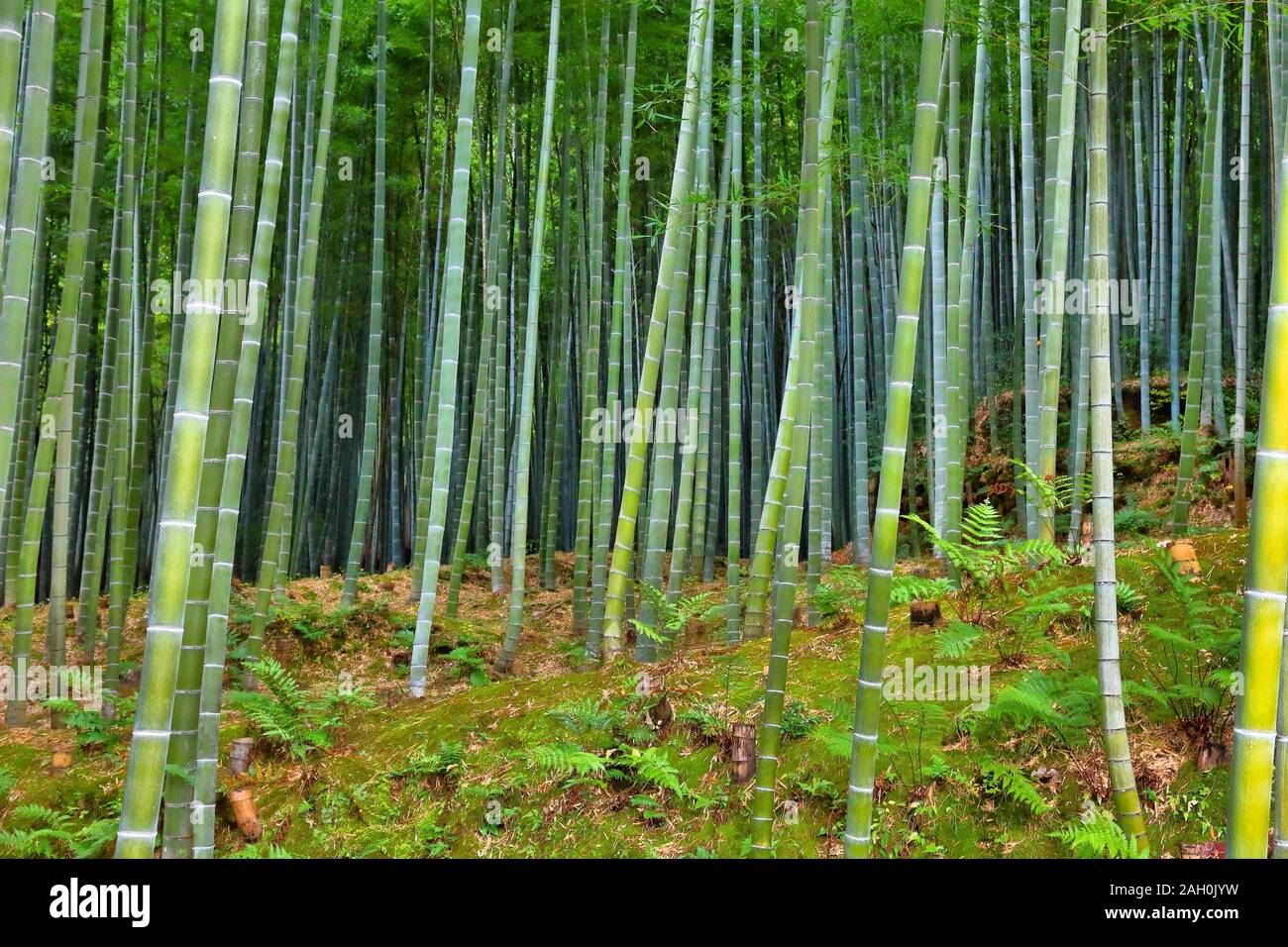 Bamboo forest in japan hi-res stock photography and images - Alamy