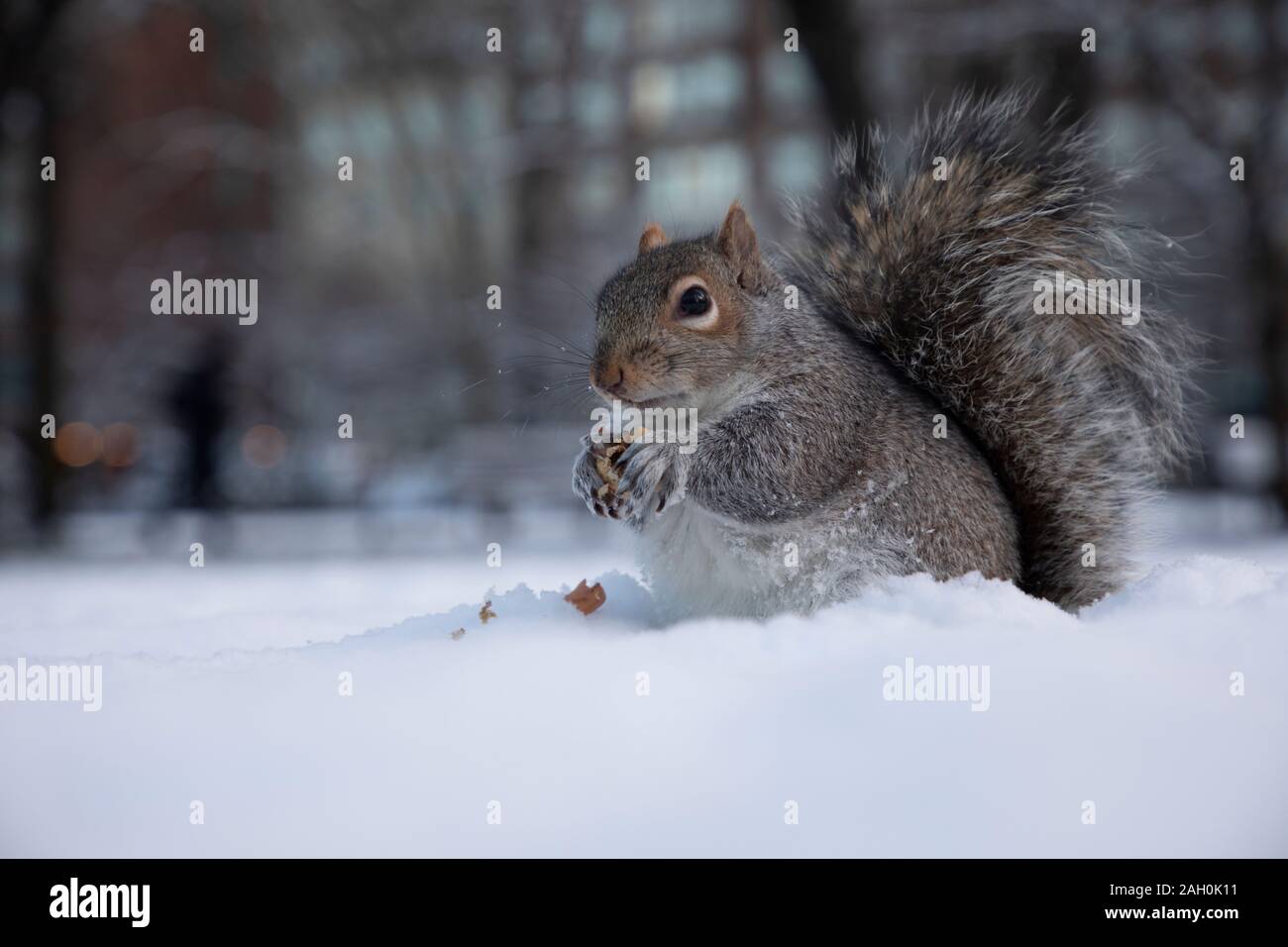 Squirrel in the Snow Stock Photo - Alamy