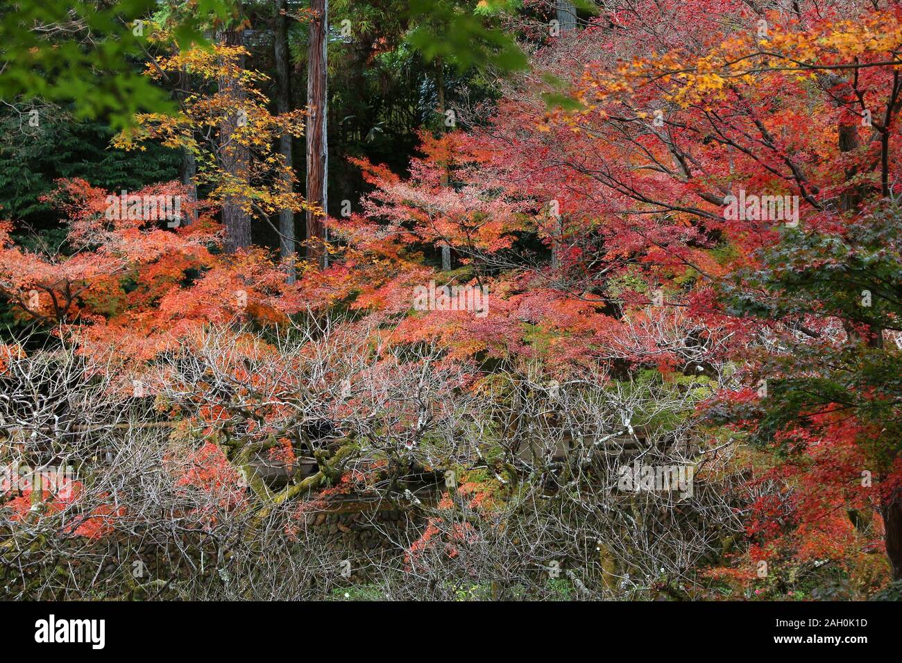 Autumn trees in Japan. Red and orange momiji leaves (maple tree) in ...