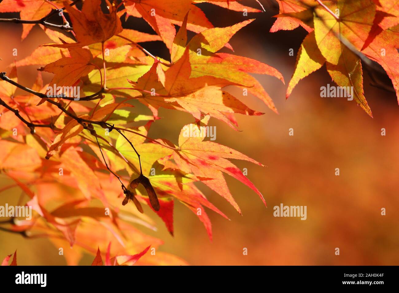 Autumn foliage in Japan. Red and orange momiji leaves (maple tree) in ...