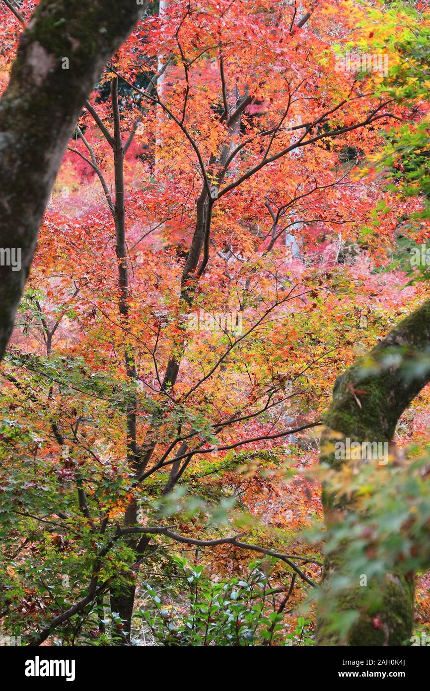 Autumn trees in Japan. Red and orange momiji leaves (maple tree) in ...