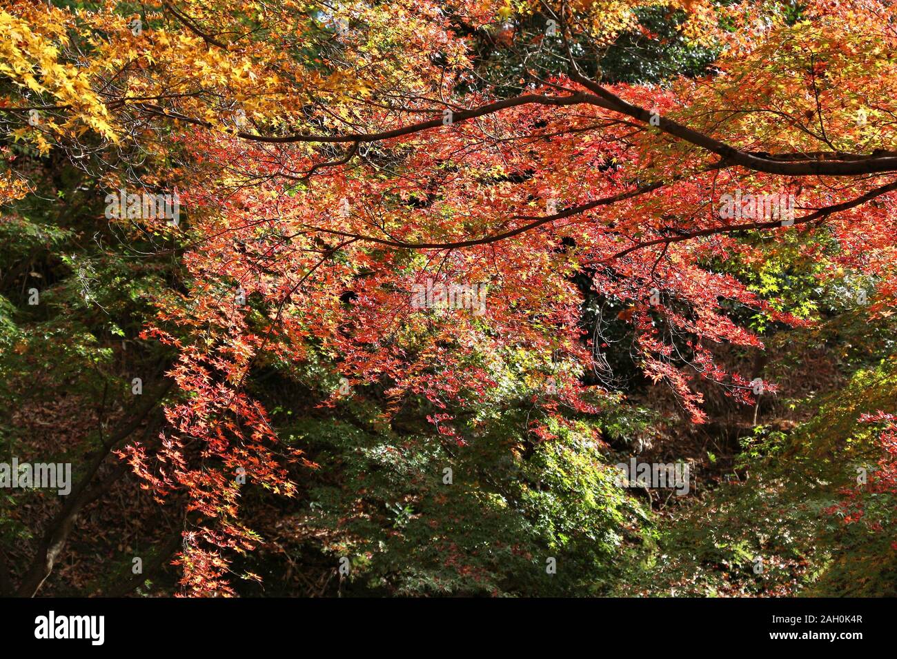 Autumn foliage in Japan. Red and orange momiji leaves (maple tree) in ...