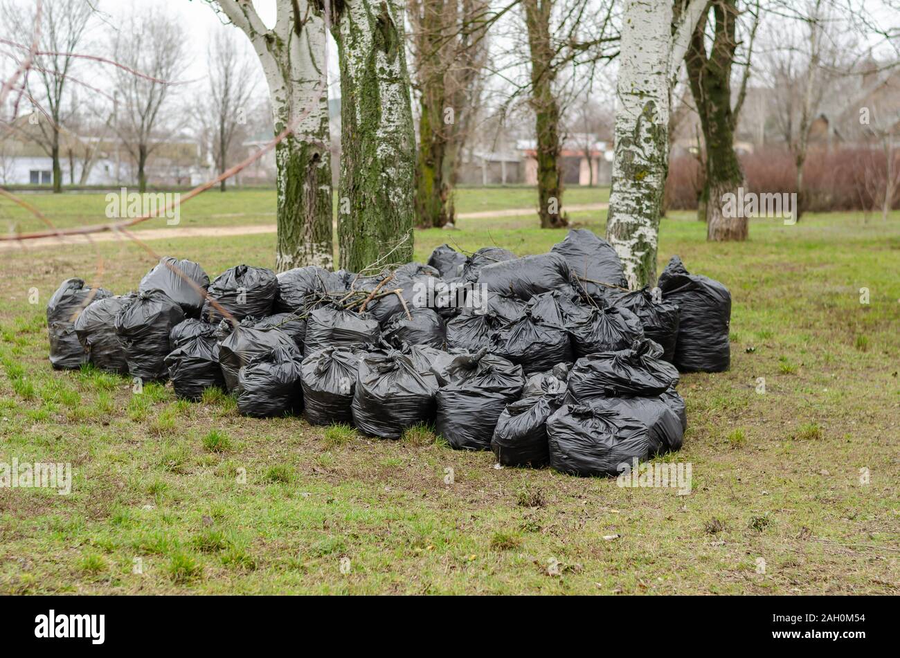 Lots of full black trash bags. Plastic bags from a lamination on a lawn ...