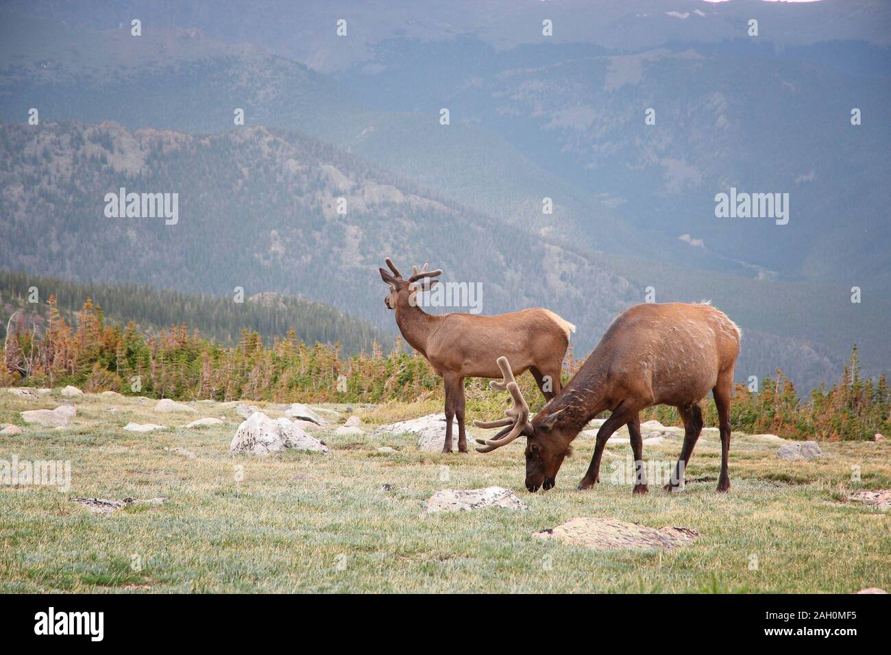 Wild animal - elk deer (Cervus canadensis) in Rocky Mountains National ...
