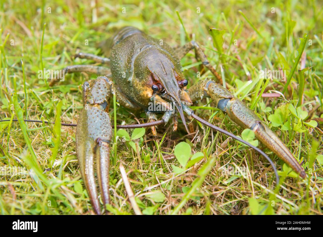 The European crayfish (Astacus astacus), noble crayfish, or broad ...