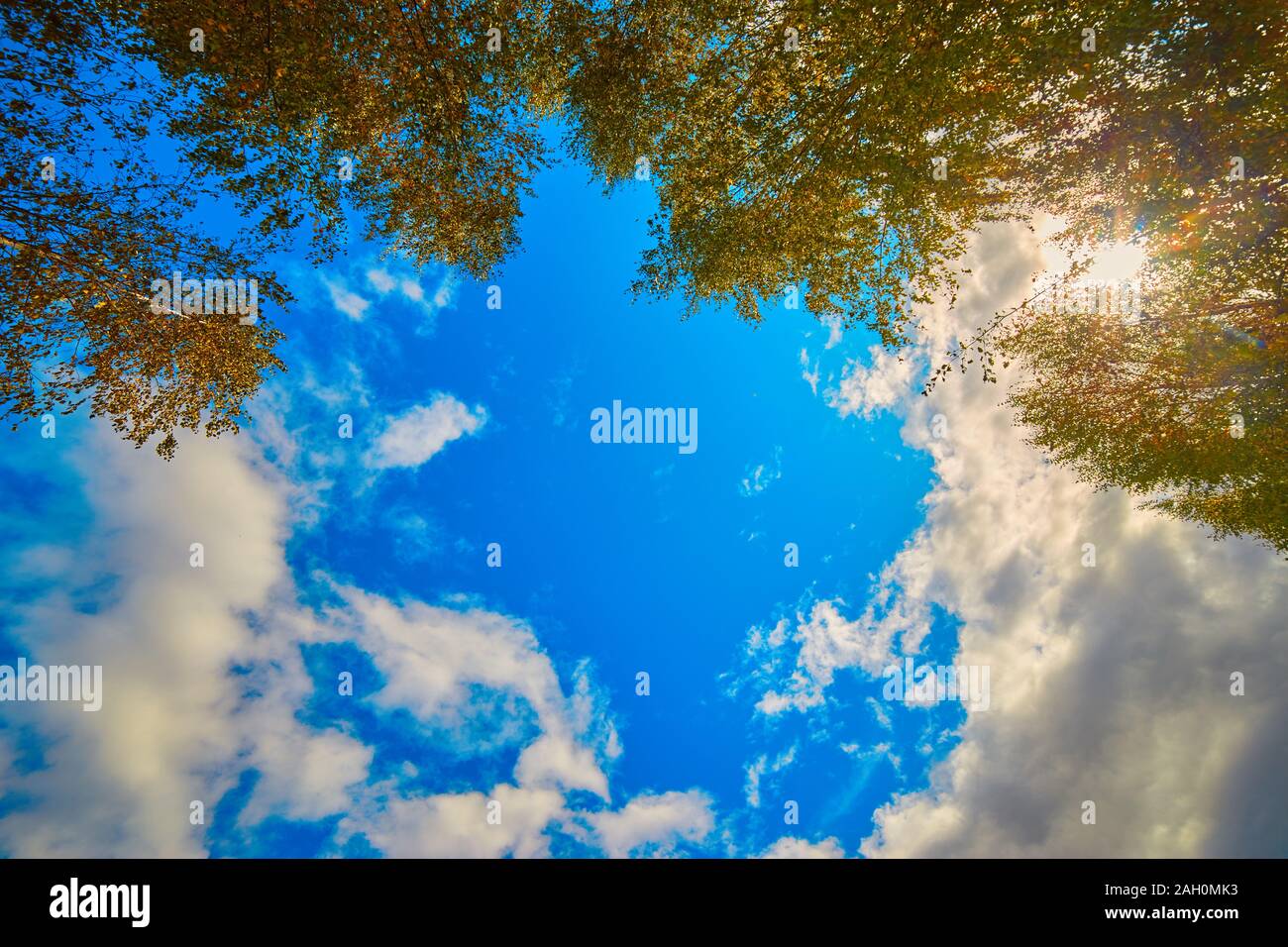 The canopy of tall trees framing a clear blue sky, with the sun shining ...