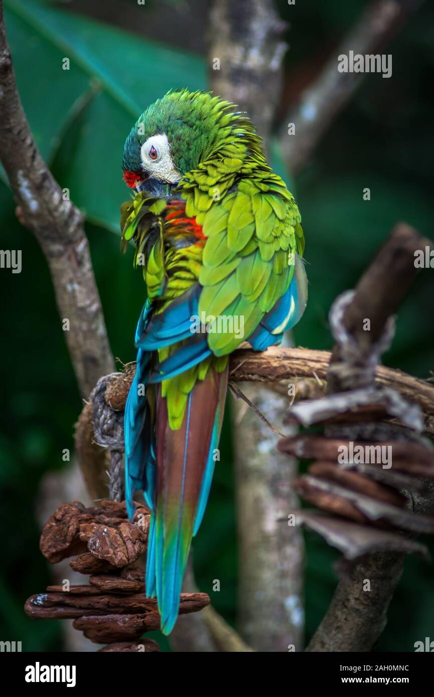 Ara d'Illiger, Blue-winged macaw, Primolius maracana isolated wild bird ...