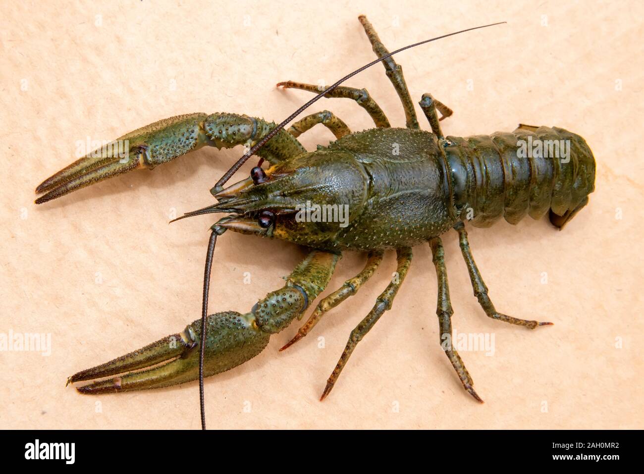 The European crayfish (Astacus astacus), noble crayfish, or broad ...