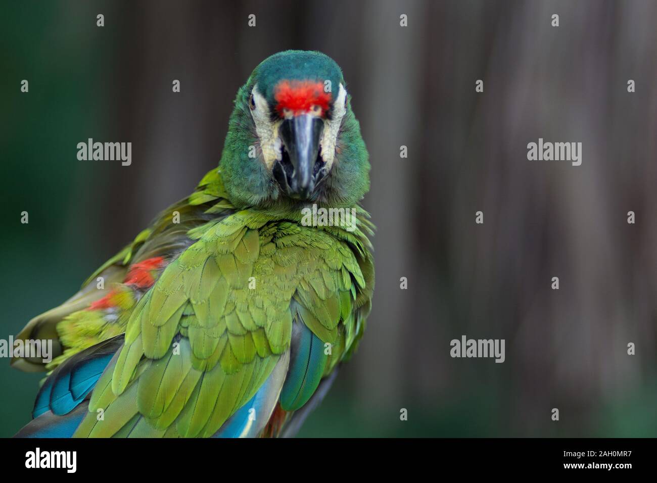 Ara d'Illiger, Blue-winged macaw, Primolius maracana isolated wild bird ...