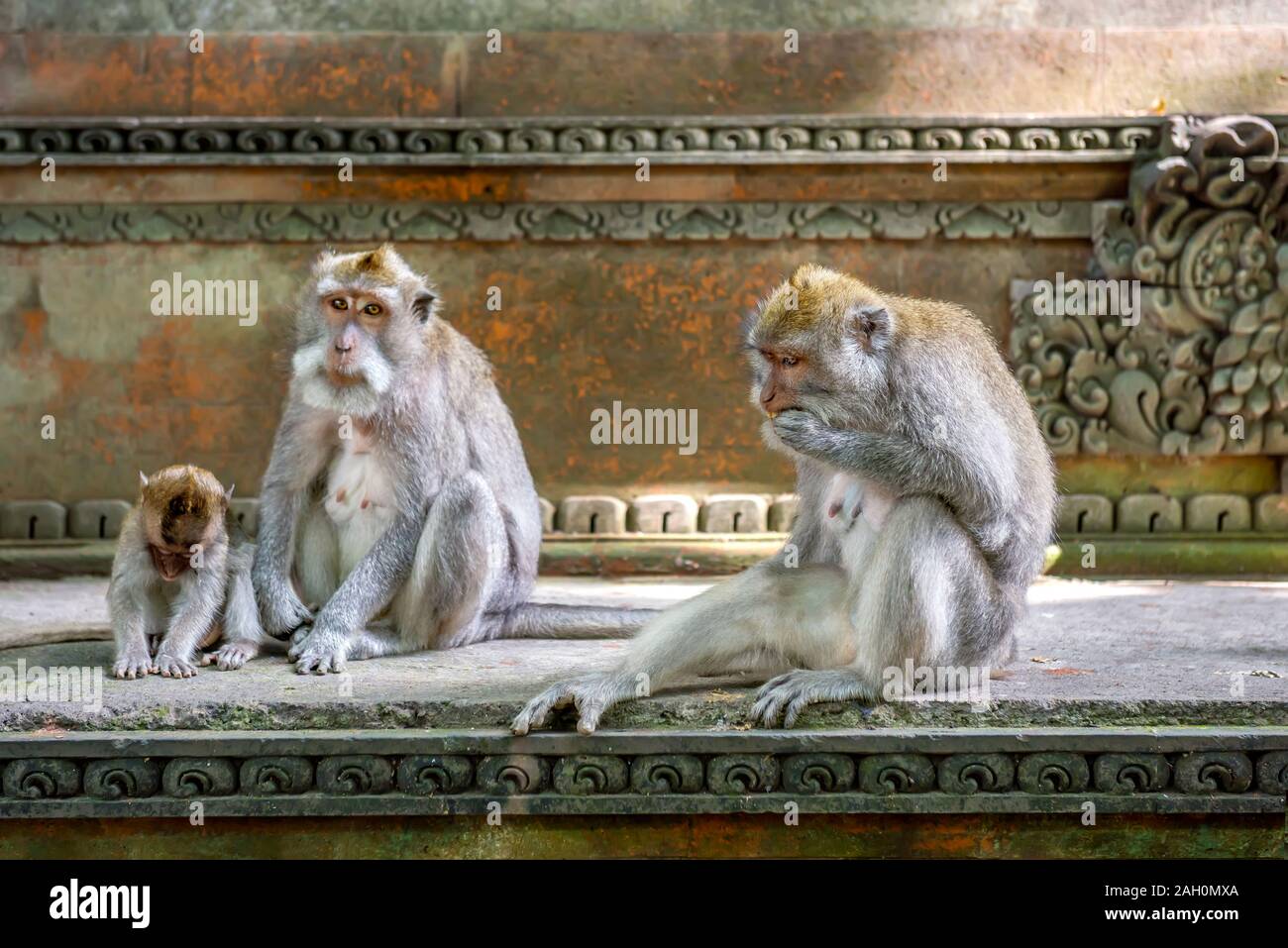 Two female Balinese long-tailed monkeys with her kid (Macaca ...