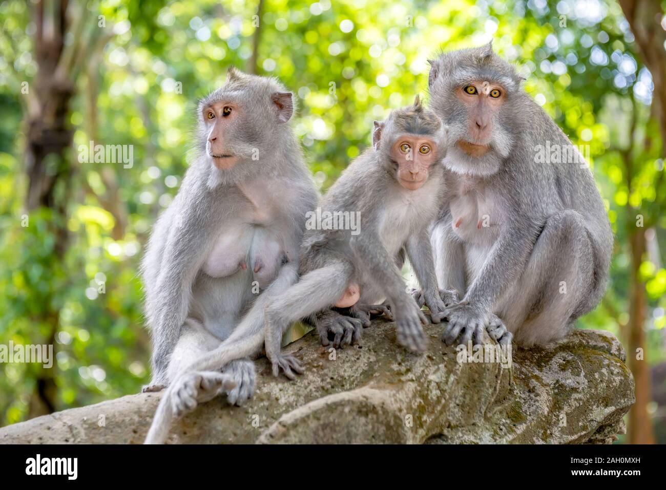 Two female Balinese long-tailed monkeys with her kid (Macaca ...