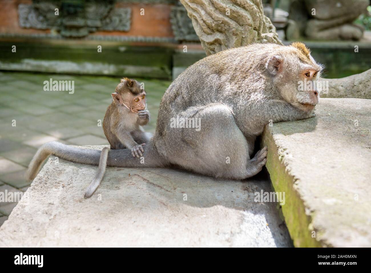 Female Balinese long-tailed monkeys with her kid (Macaca Fascicularis ...