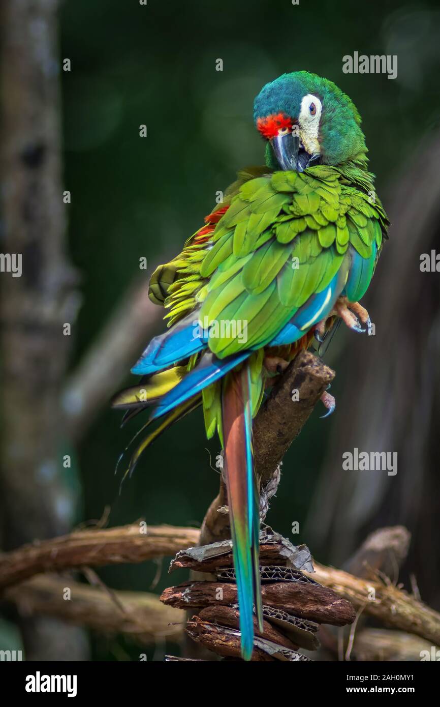 Ara d'Illiger, Blue-winged macaw, Primolius maracana isolated wild bird ...