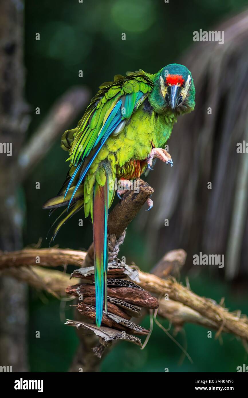 Ara d'Illiger, Blue-winged macaw, Primolius maracana isolated wild bird ...