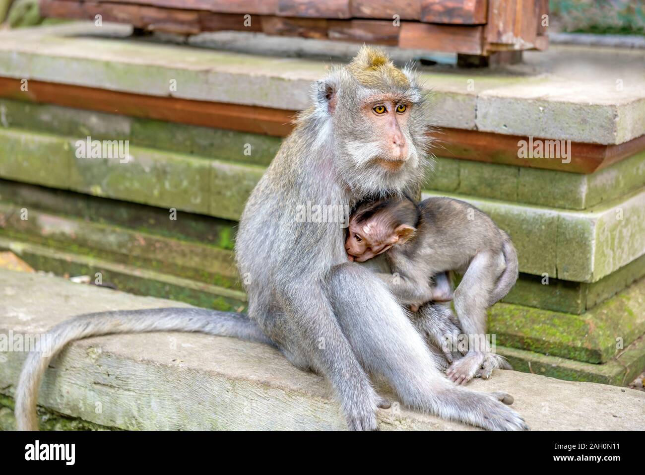 Female Balinese long-tailed monkeys with her kid (Macaca Fascicularis ...