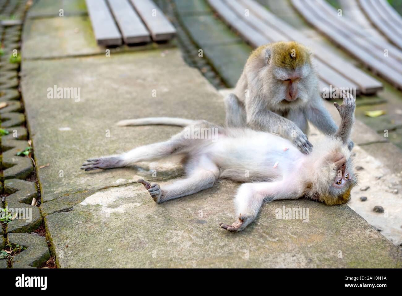 Two Balinese long-tailed monkeys (Macaca Fascicularis) on Monkey Forest ...