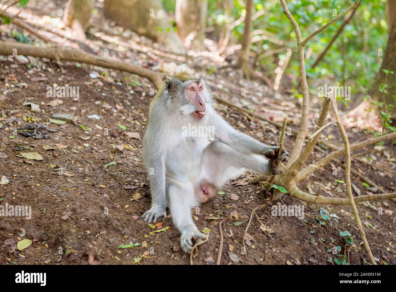 Balinese long-tailed monkey (Macaca Fascicularis) on Monkey Forest ...