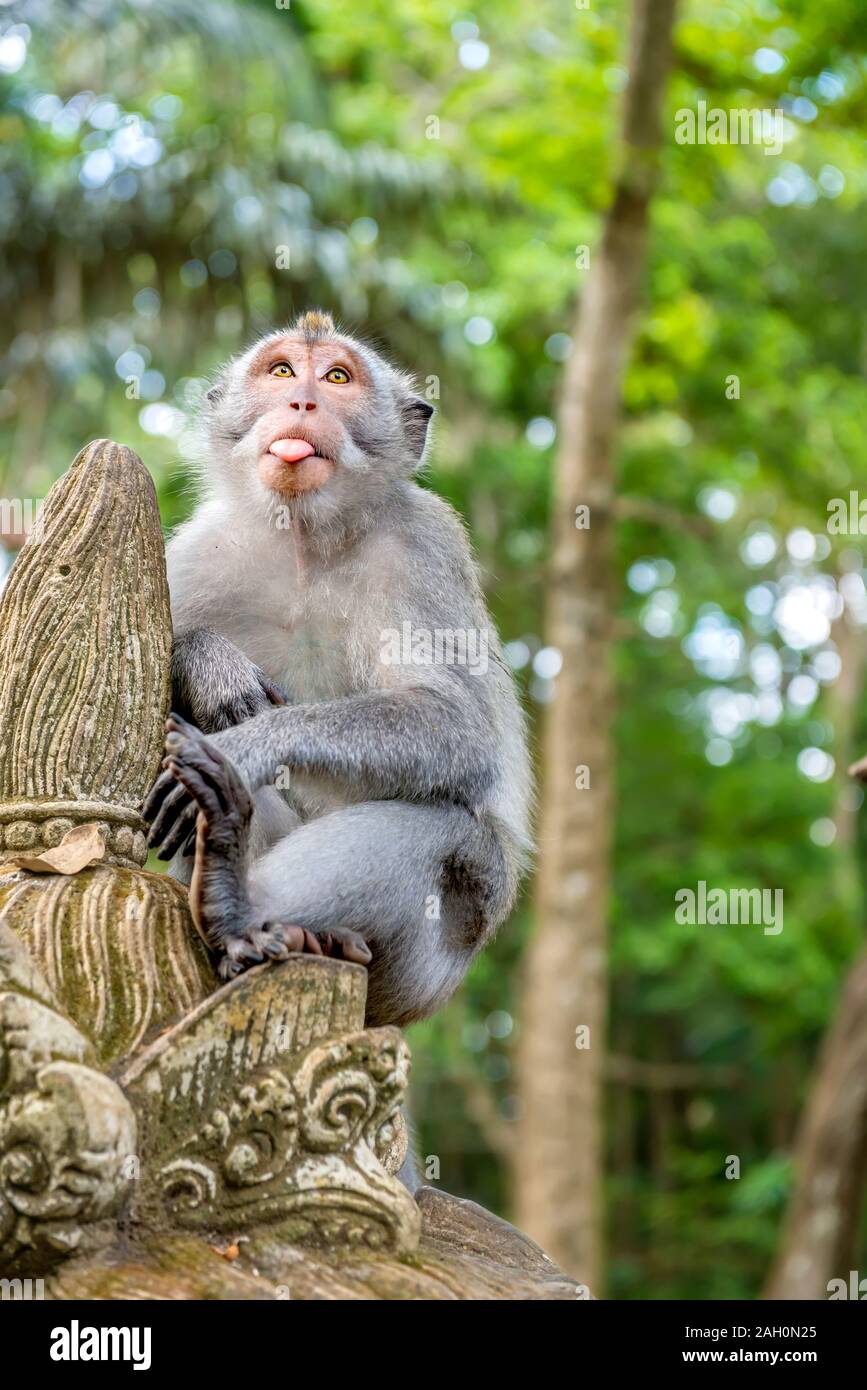 Balinese long-tailed monkey (Macaca Fascicularis) on Monkey Forest ...