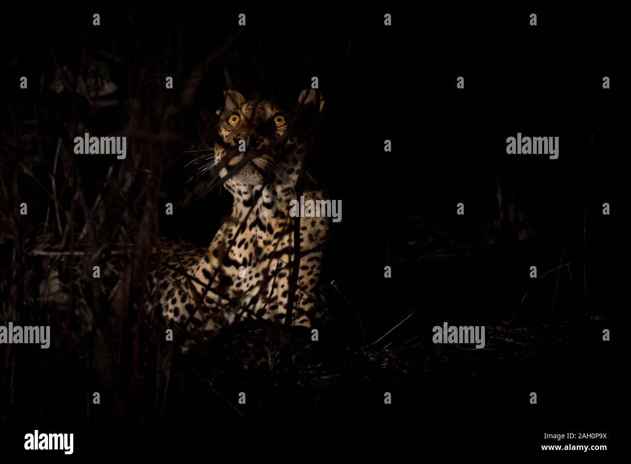 Leopard at night hi-res stock photography and images - Alamy