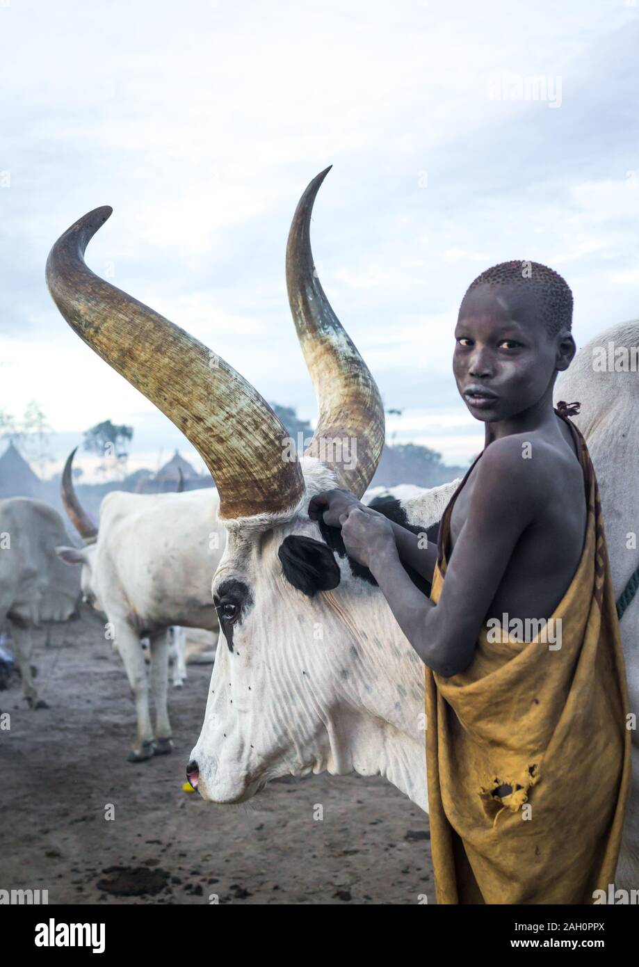 Mundari tribe boy covered in ash taking care of long horns cows in a camp, Central Equatoria ...