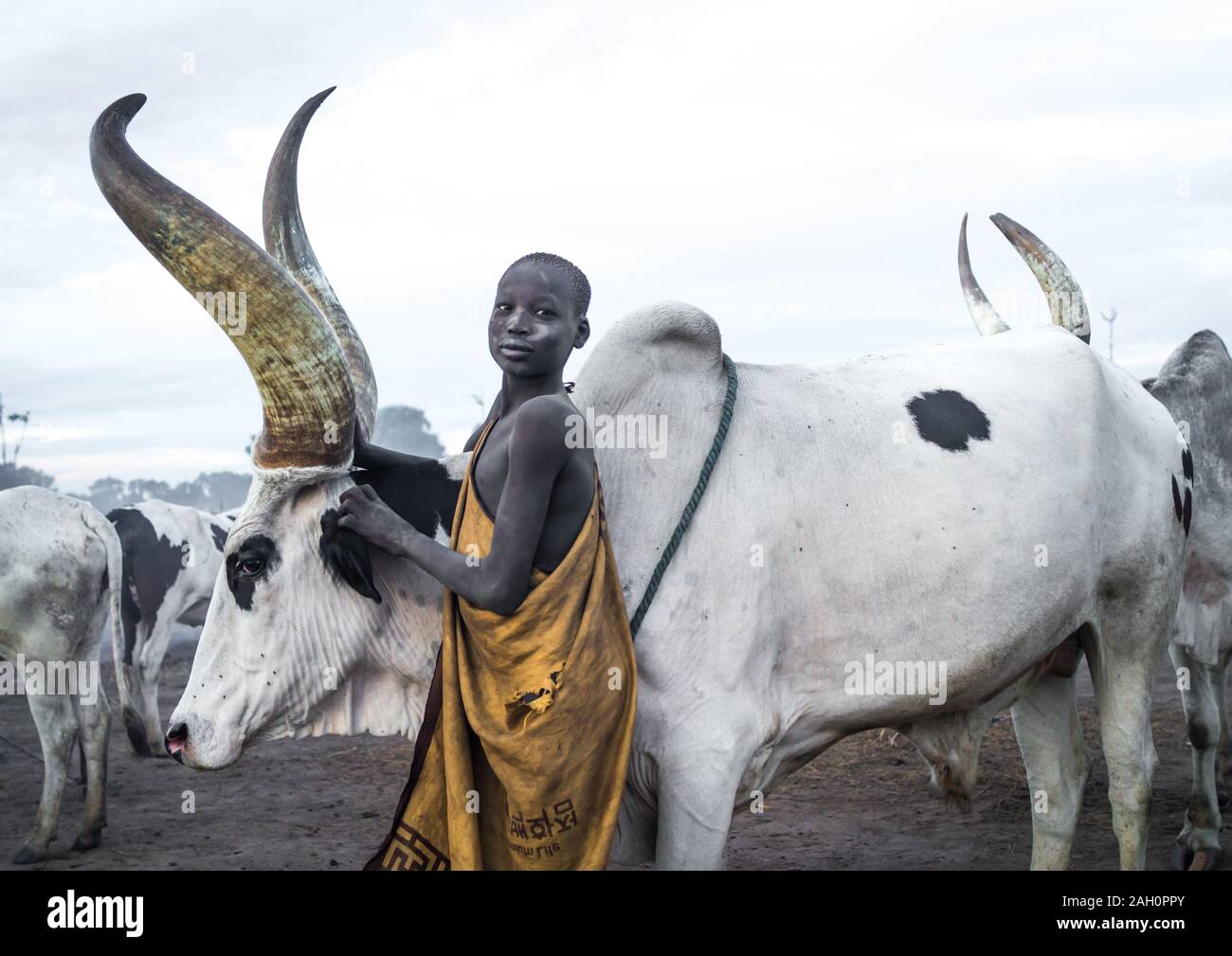 Mundari tribe boy covered in ash taking care of long horns cows in a camp, Central Equatoria ...