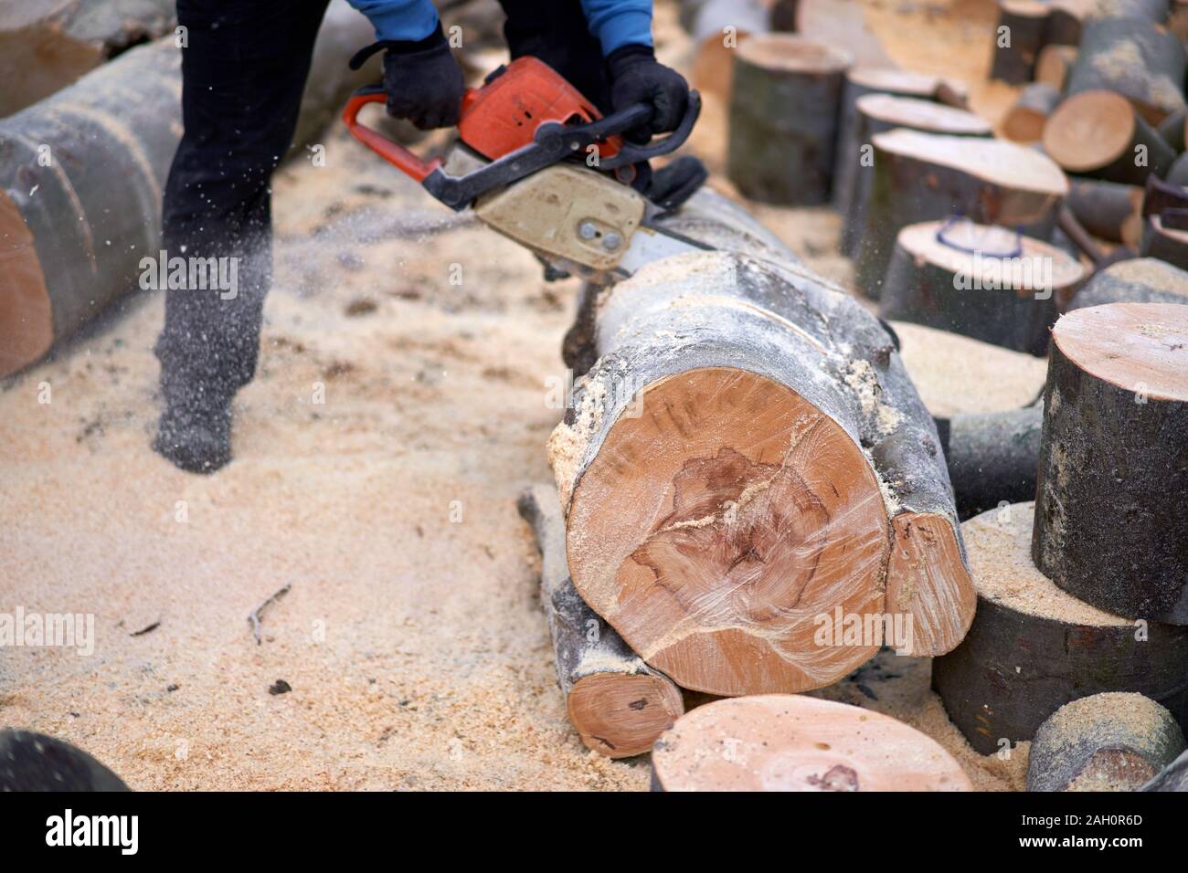 Anonymous lumberjack cutting logs with chainsaw Stock Photo - Alamy
