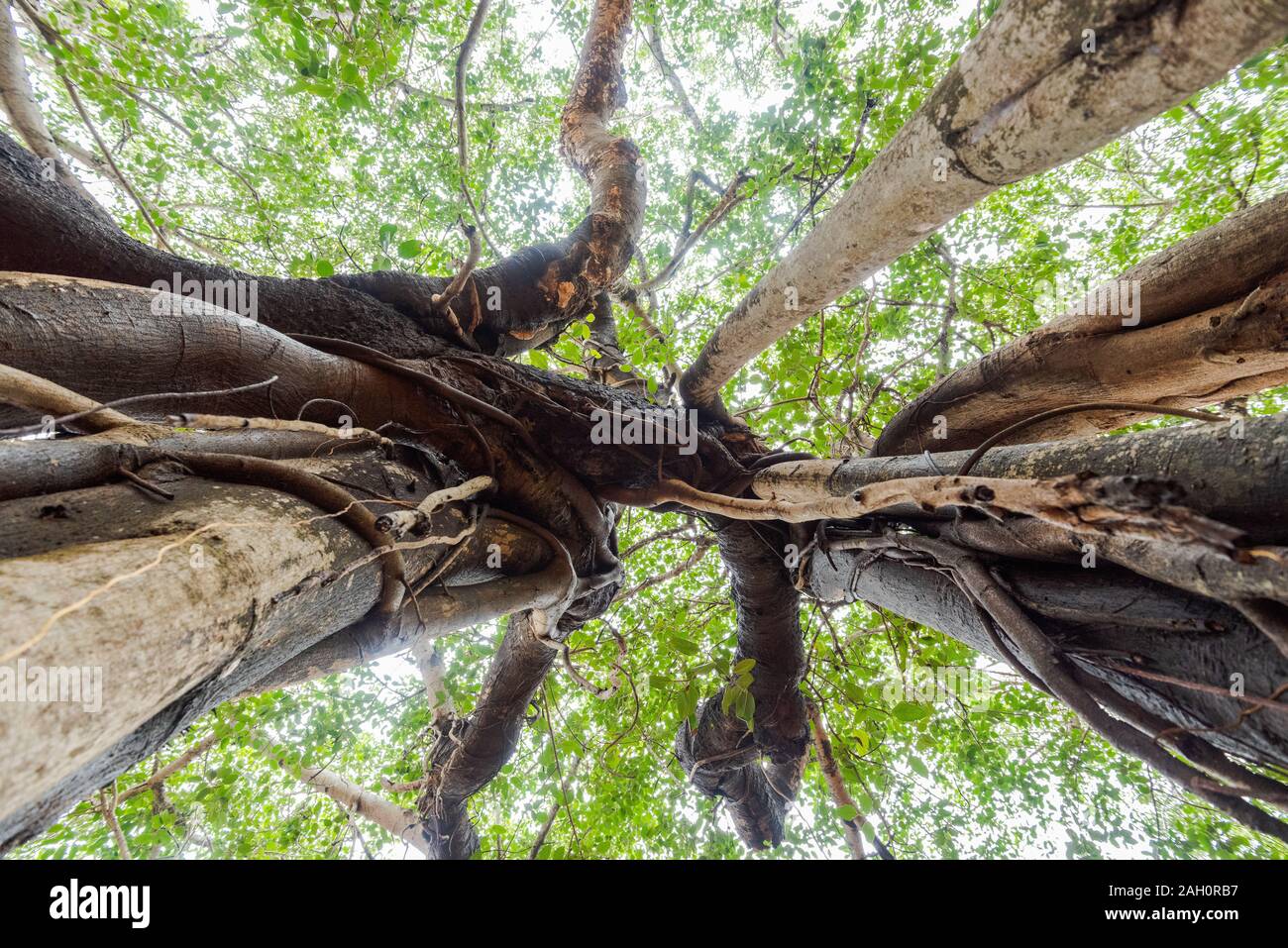 Indian banyan fig hi-res stock photography and images - Alamy