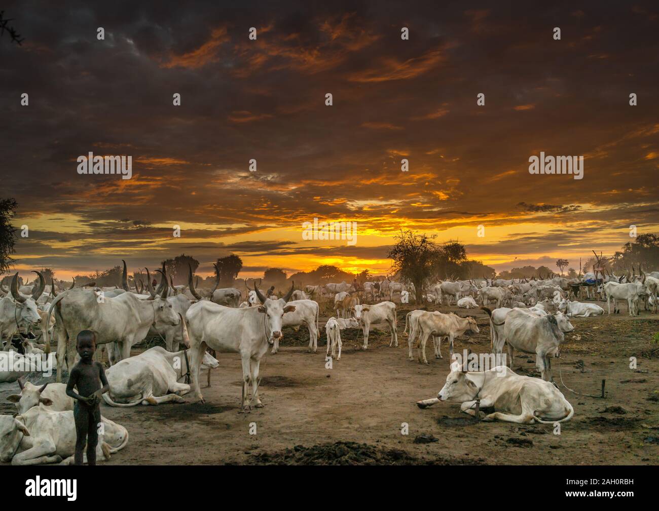 South sudan cattle herder hi-res stock photography and images - Alamy