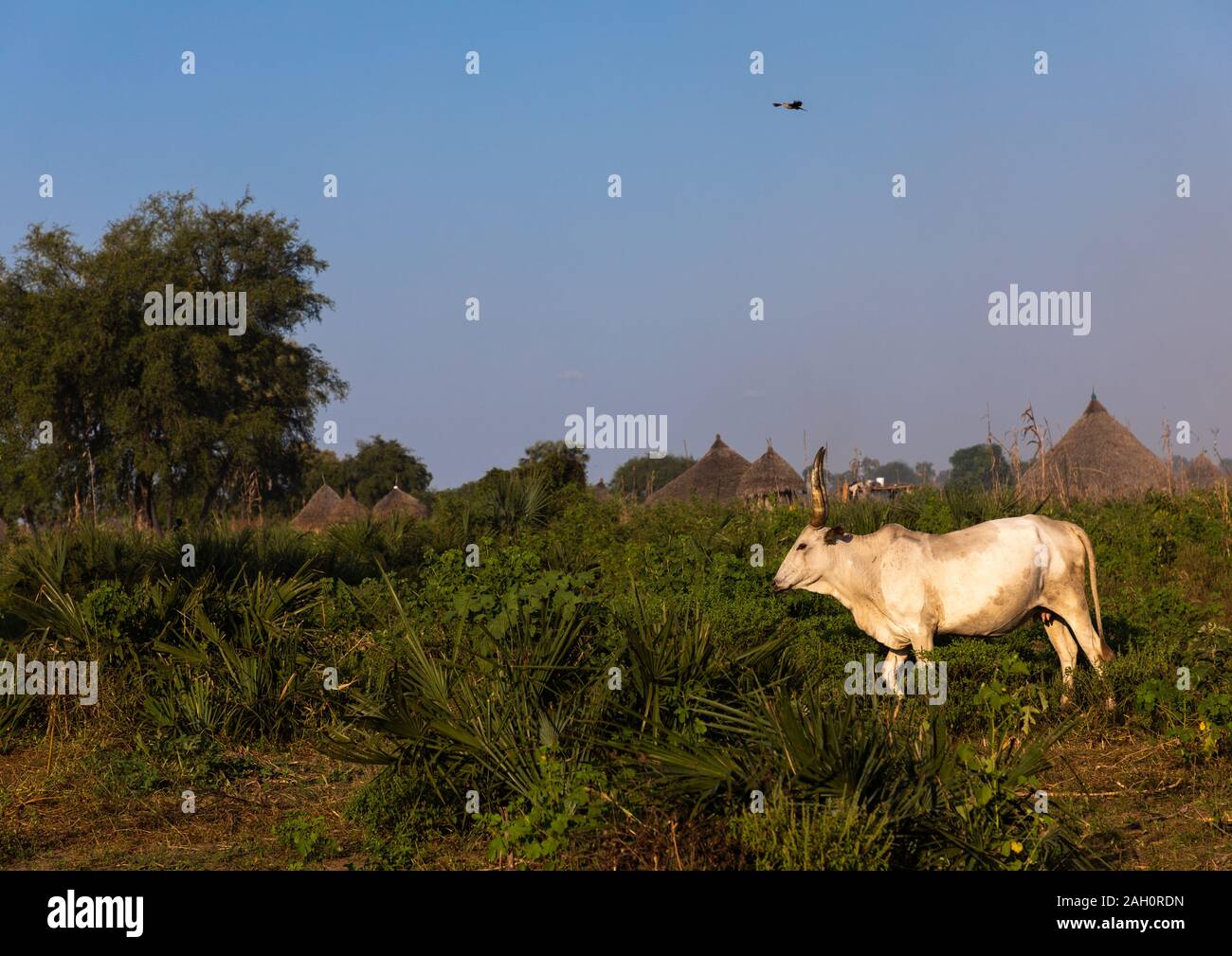 Traditional Mundari tribe village, Central Equatoria, Terekeka, South ...