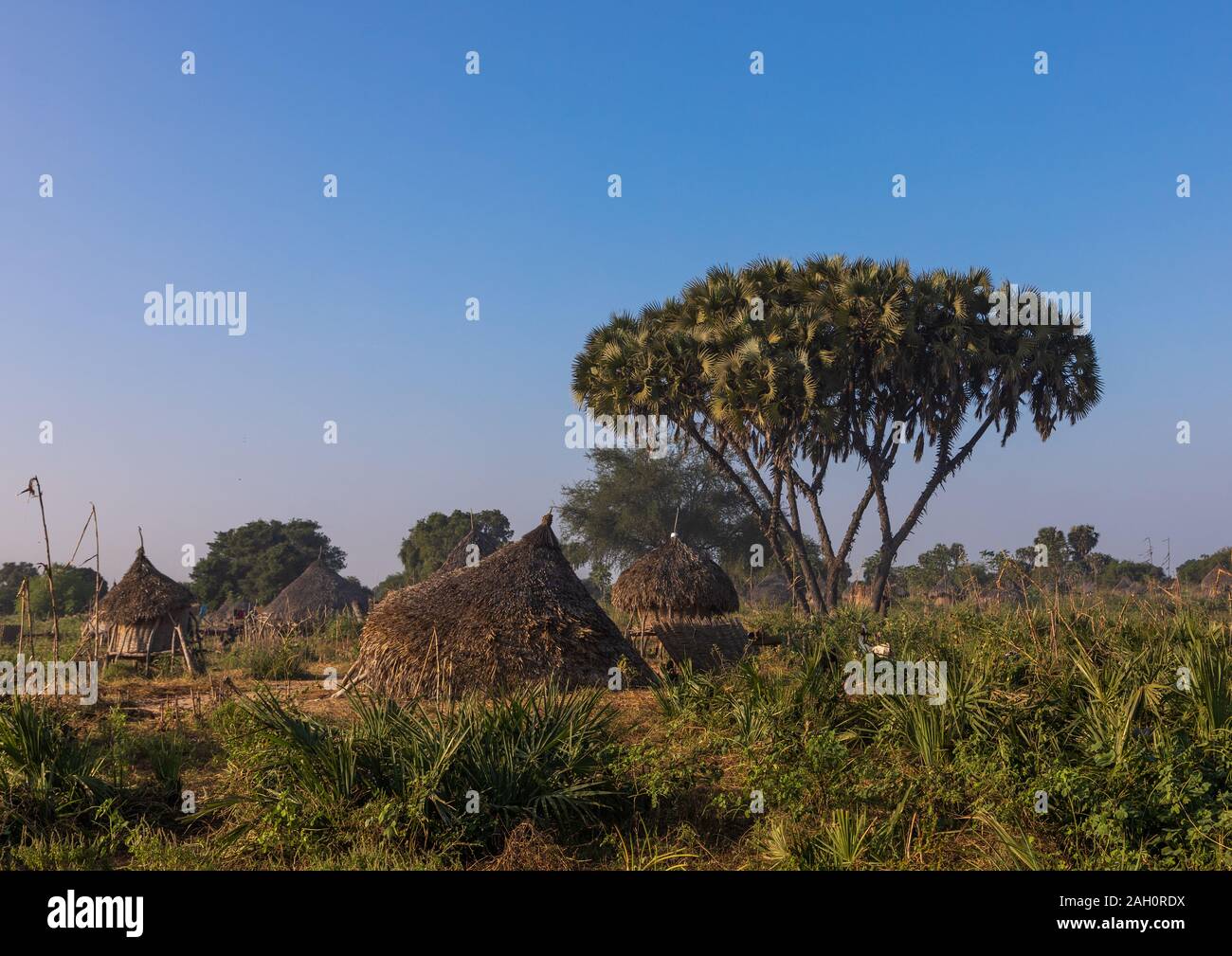 Traditional Mundari tribe village with doum palm trees, Central ...