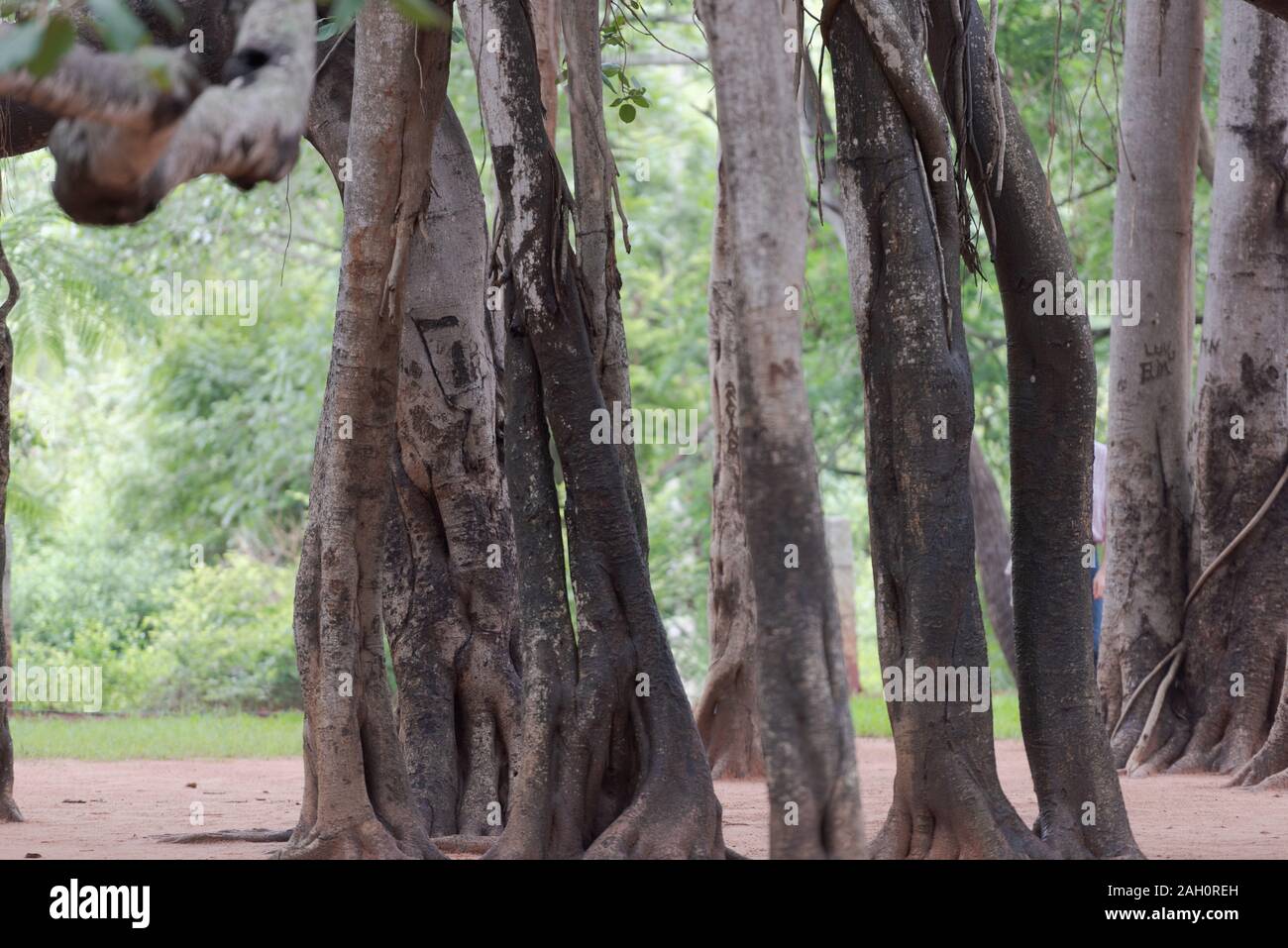 Aerial roots of giant Banyan tree turned to new tree stems in Auroville ...