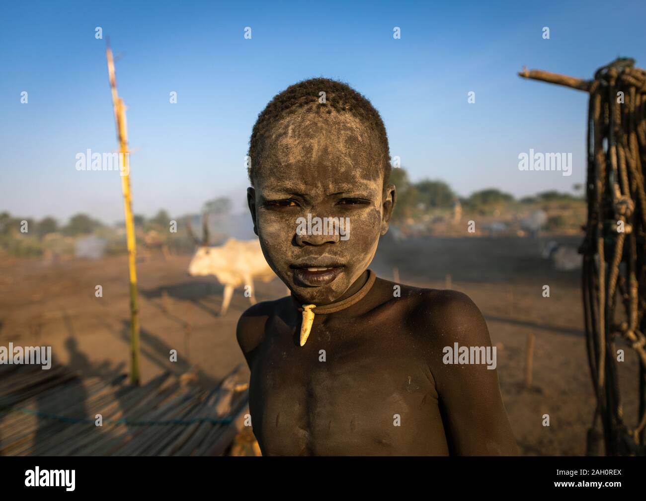 Mundari tribe boy covered in ash taking care of long horns cows in a camp, Central Equatoria ...