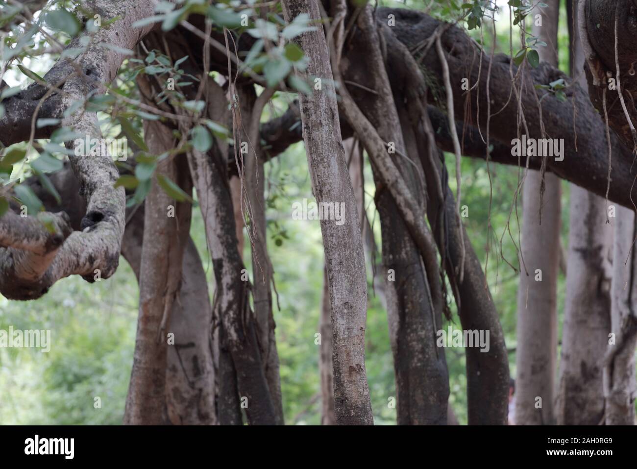 Aerial roots fig hi-res stock photography and images - Alamy