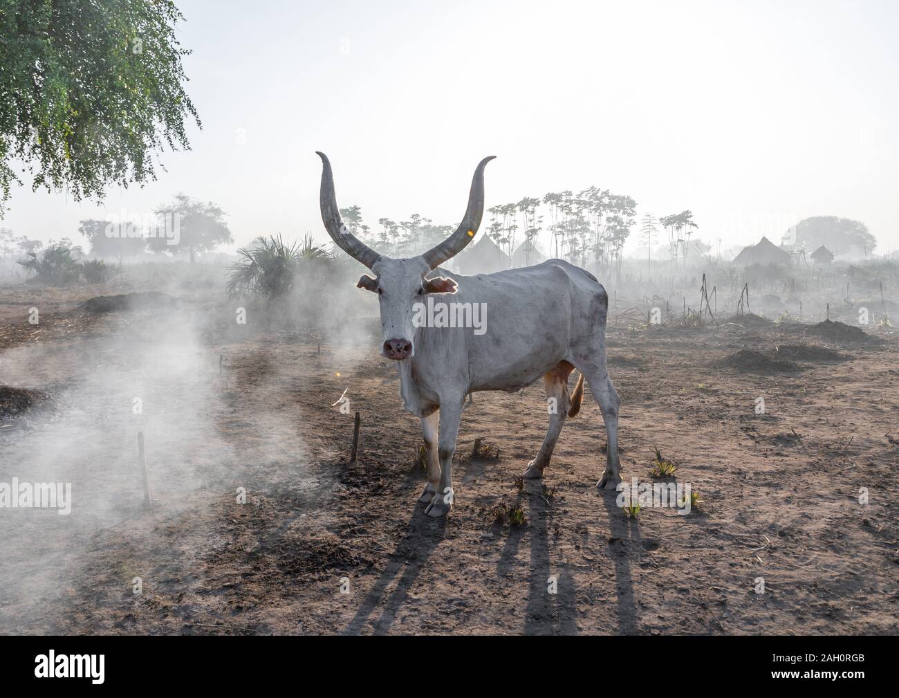 Long horns cows in a Mundari tribe camp gathering around bonfires to ...