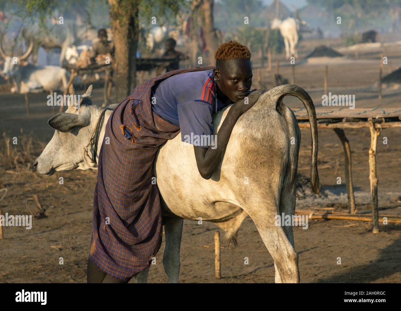 Mundari tribe man leaning on the back of his cow, Central Equatoria, Terekeka, South Sudan Stock ...