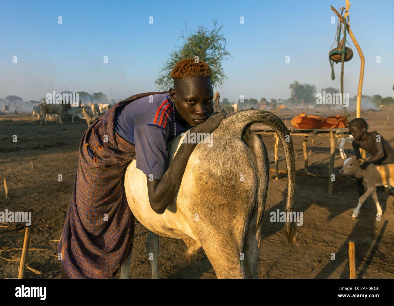 Mundari tribe man leaning on the back of his cow, Central Equatoria, Terekeka, South Sudan Stock ...
