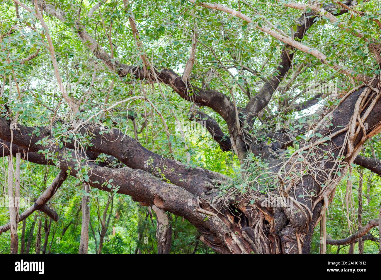 Top part of very big Banyan tree in Auroville, South India Stock Photo ...