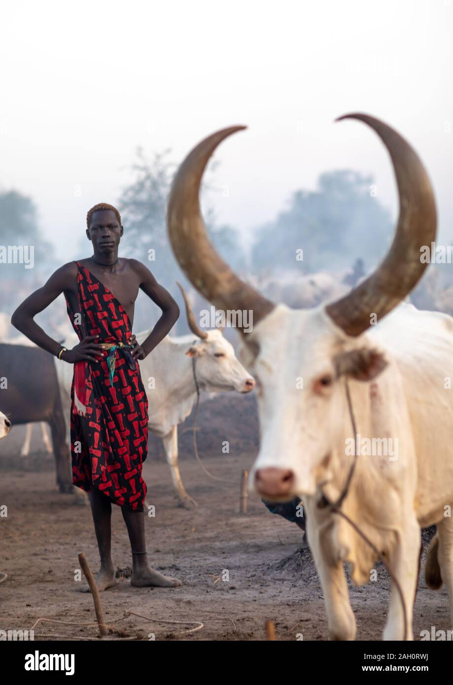 Mundari tribe man with long horns cows in a camp, Central Equatoria ...