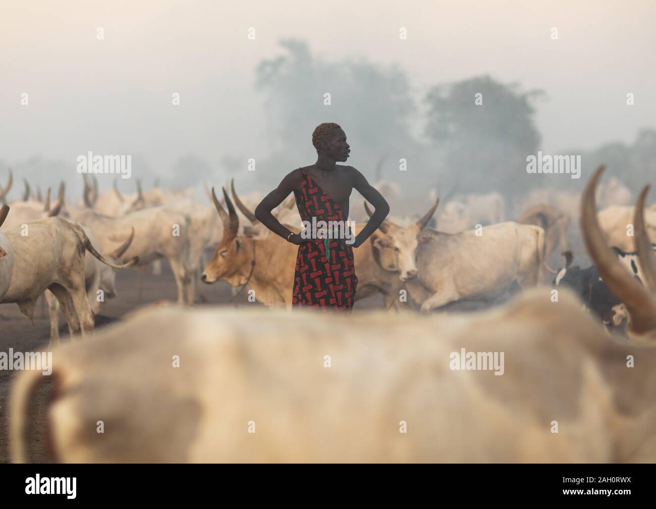 Mundari tribe man with long horns cows in a camp, Central Equatoria ...