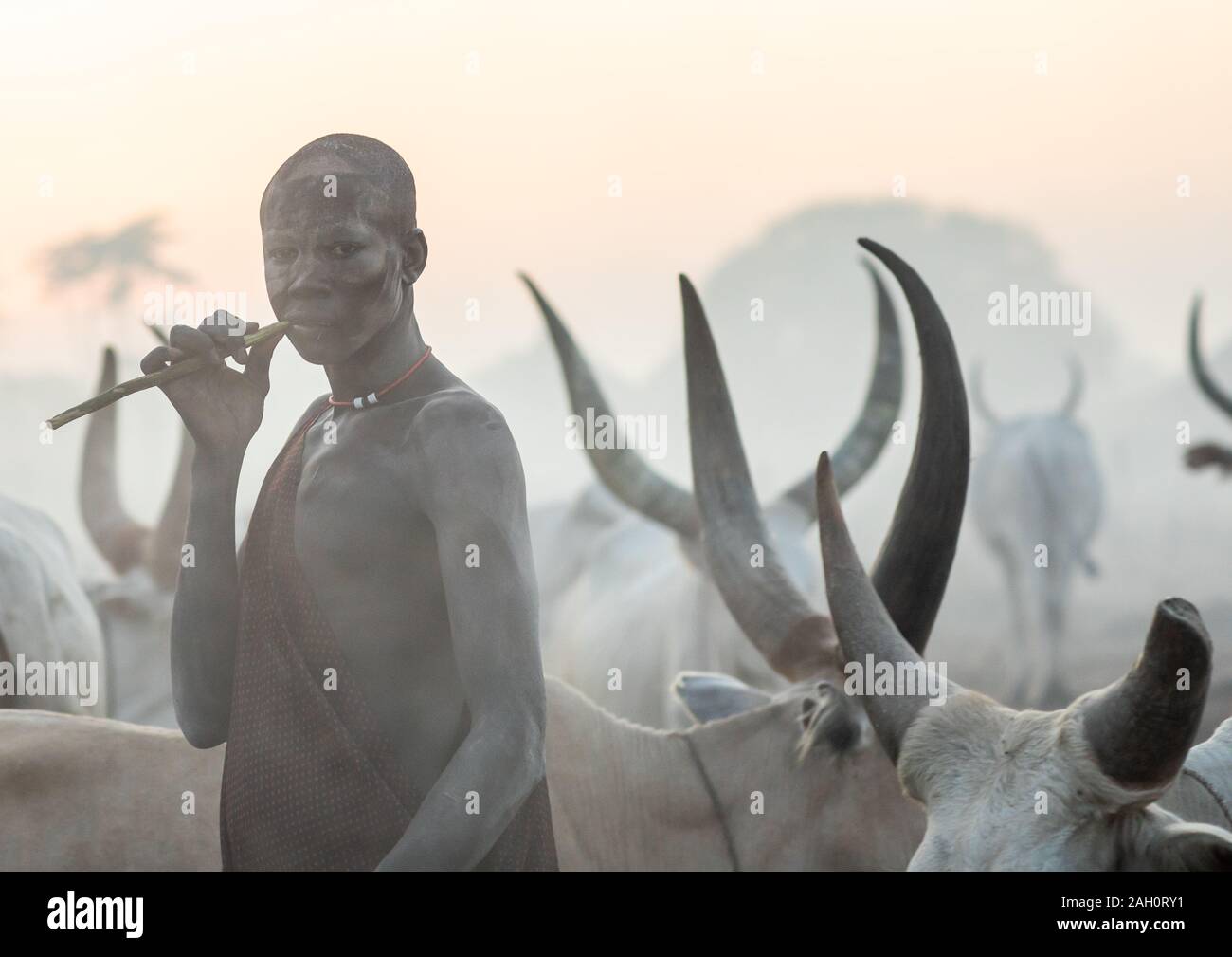 Mundari tribe man with long horns cows in a camp, Central Equatoria, Terekeka, South Sudan Stock ...