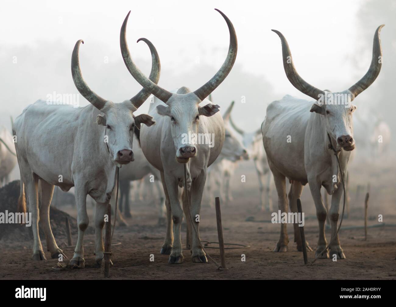 Long horns cows in a Mundari tribe camp, Central Equatoria, Terekeka ...