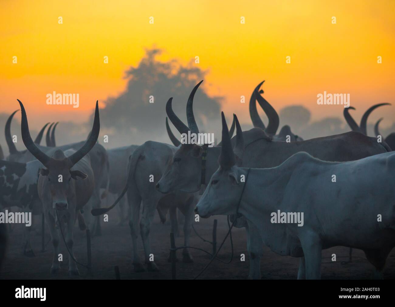 South sudan cattle herder hi-res stock photography and images - Alamy