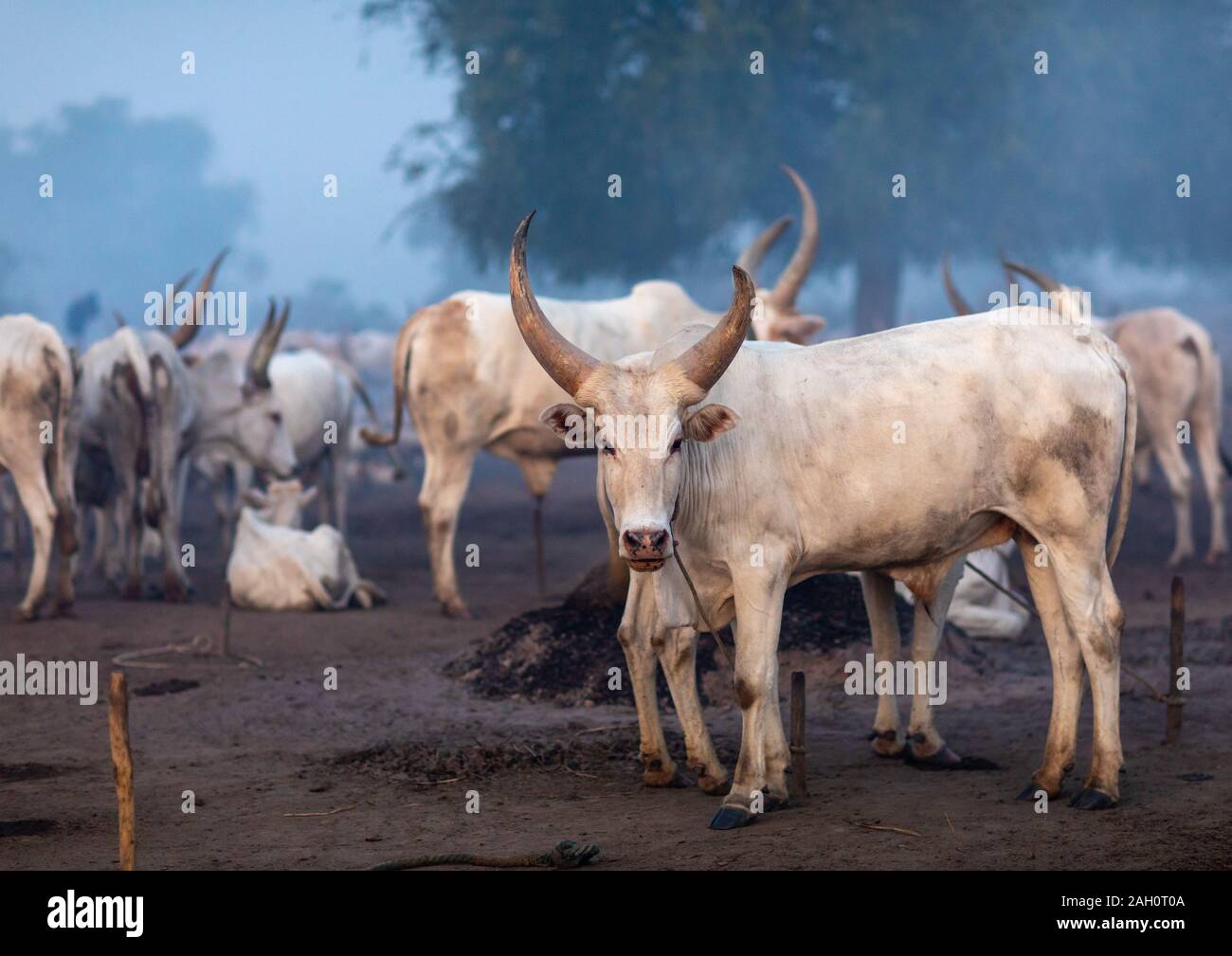 Long horns cows in a Mundari tribe camp, Central Equatoria, Terekeka ...