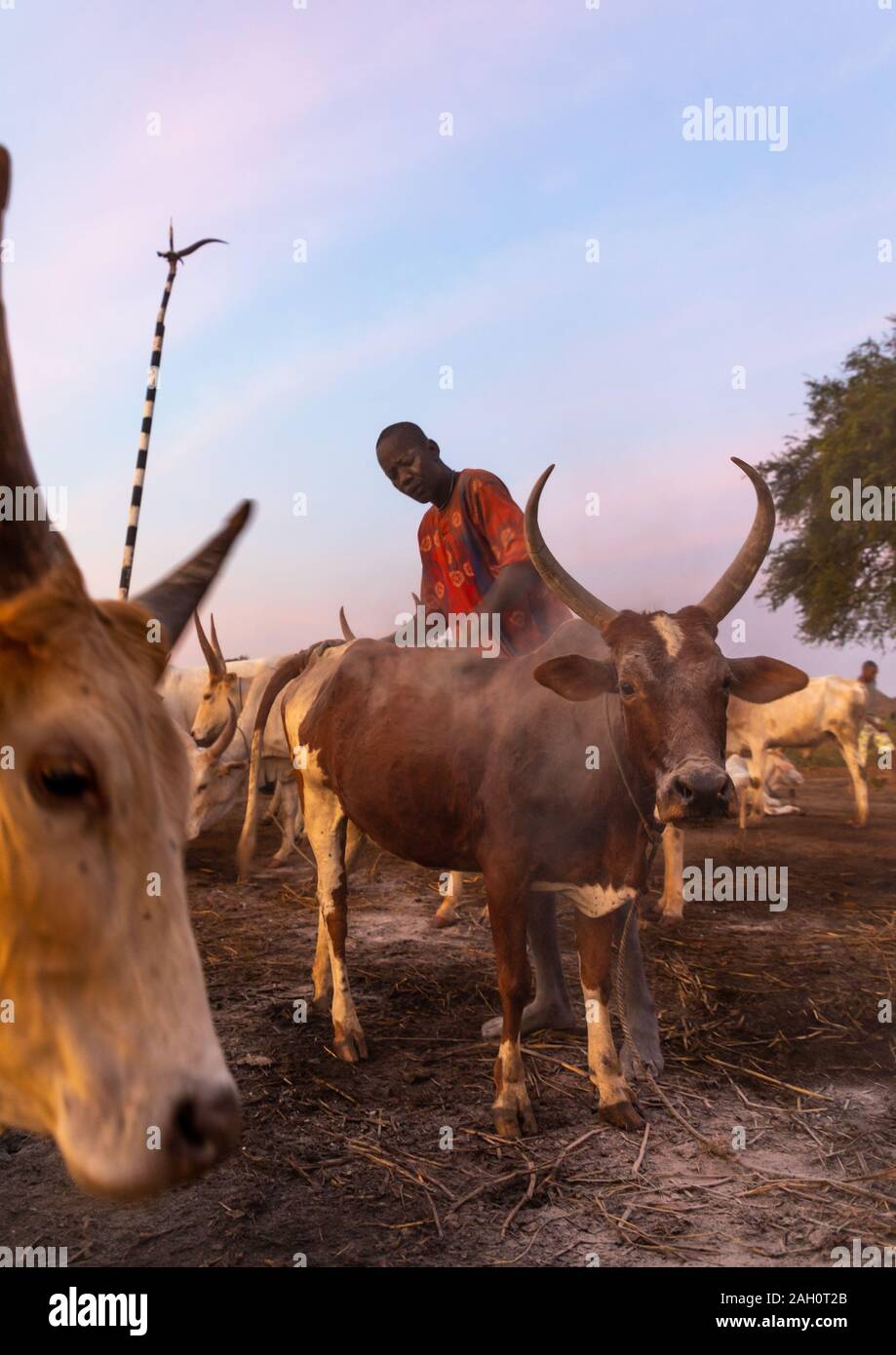 Mundari tribe man covering his cow in ash to repel flies and mosquitoes, Central Equatoria ...