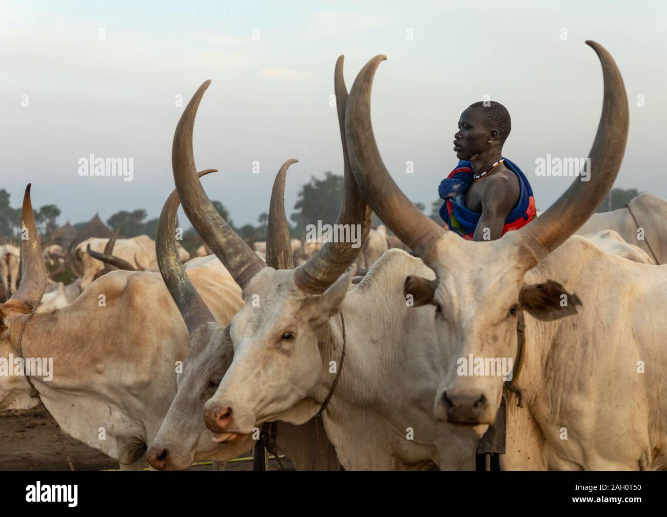 Mundari tribe man covering his cow in ash to repel flies and mosquitoes ...