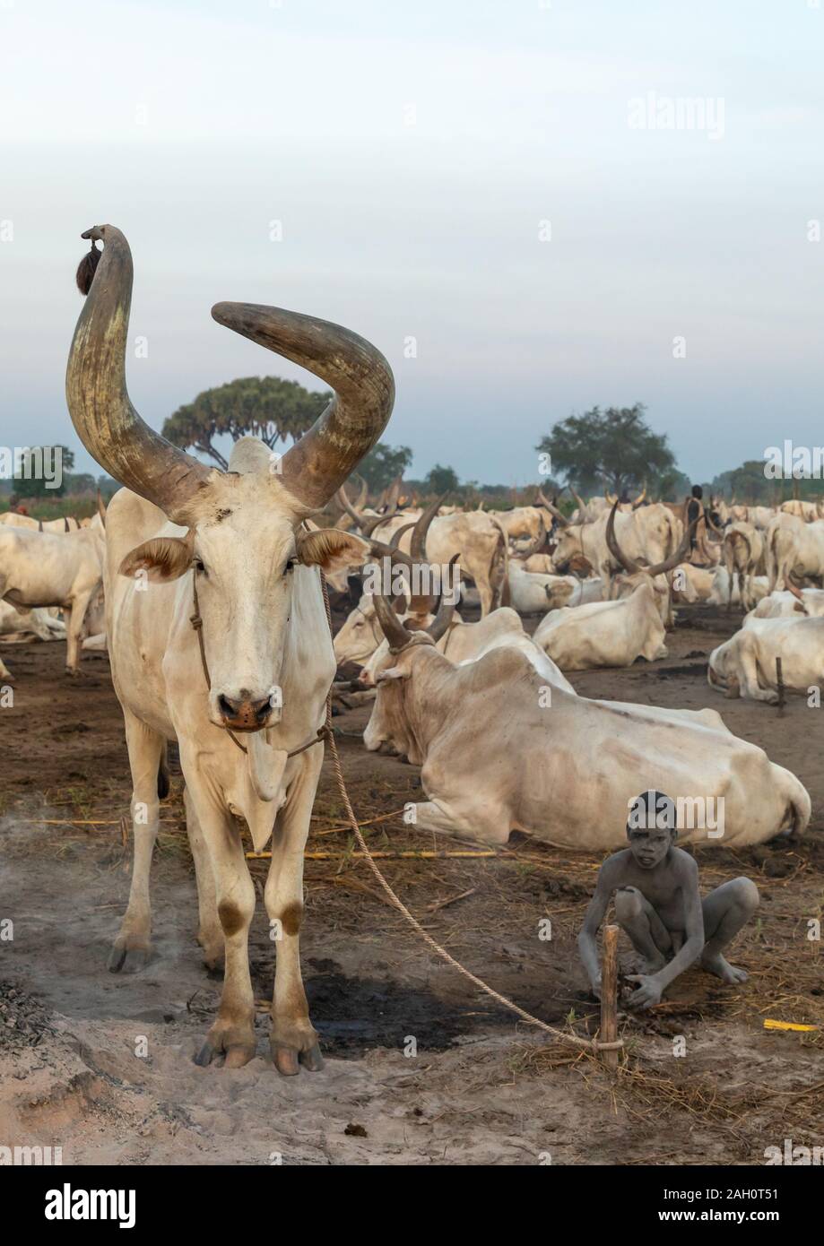Mundari tribe boy taking care of the long horns cows in the camp, Central Equatoria, Terekeka ...