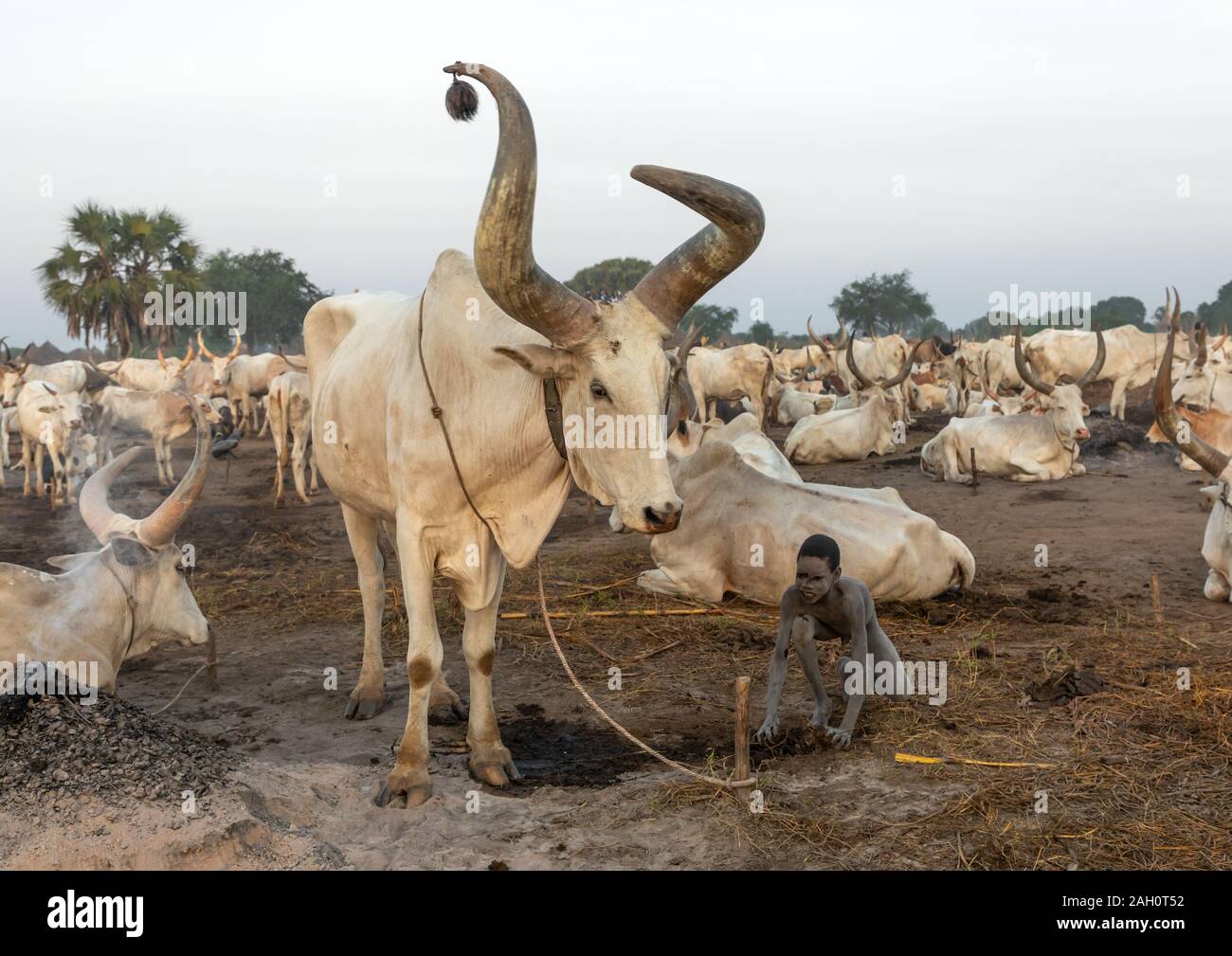 Mundari tribe boy taking care of the long horns cows in the camp, Central Equatoria, Terekeka ...