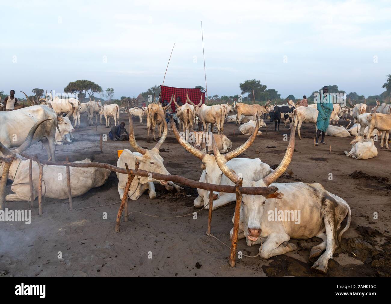 Long horns cows in a Mundari tribe camp gathering around bonfires to ...